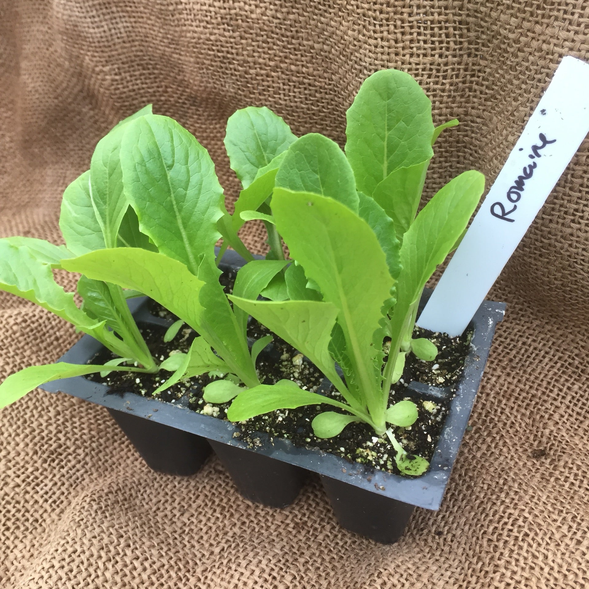 Romaine Seedlings